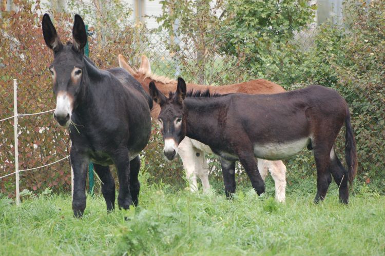 grossesel.de | Bilder | Esel weltweit