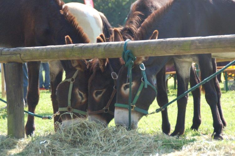 grossesel.de | Bilder | Esel weltweit