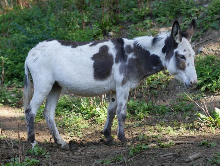 grossesel.de | Bilder | Esel weltweit