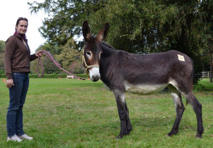 grossesel.de | Bilder | Esel weltweit