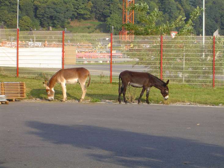grossesel.de | Bilder | Eselhengste