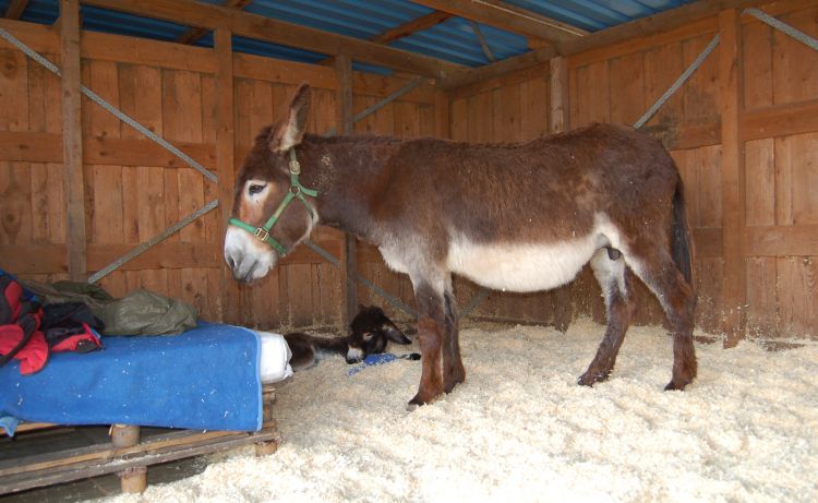 grossesel.de | Bilder | Angus