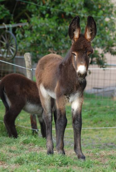 grossesel.de | Bilder | Cattah