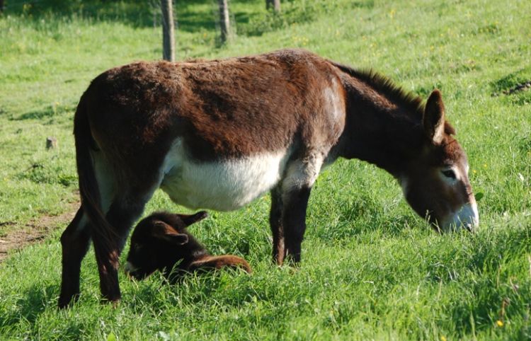 grossesel.de | Bilder | Cattah