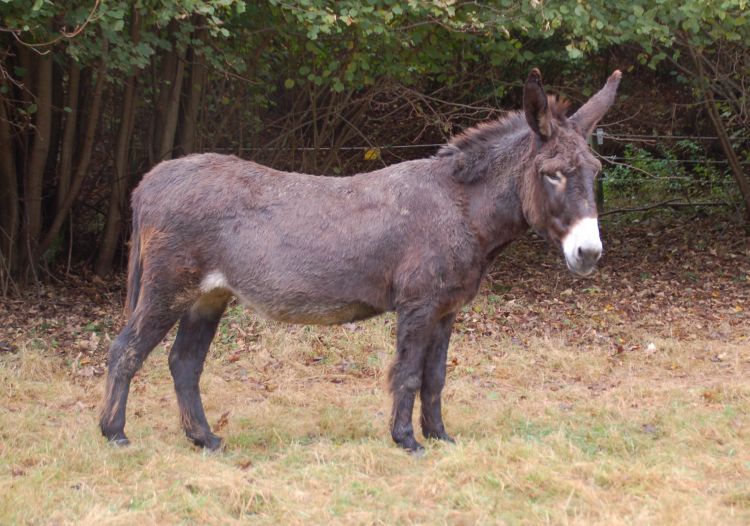 grossesel.de | Bilder | Lilli